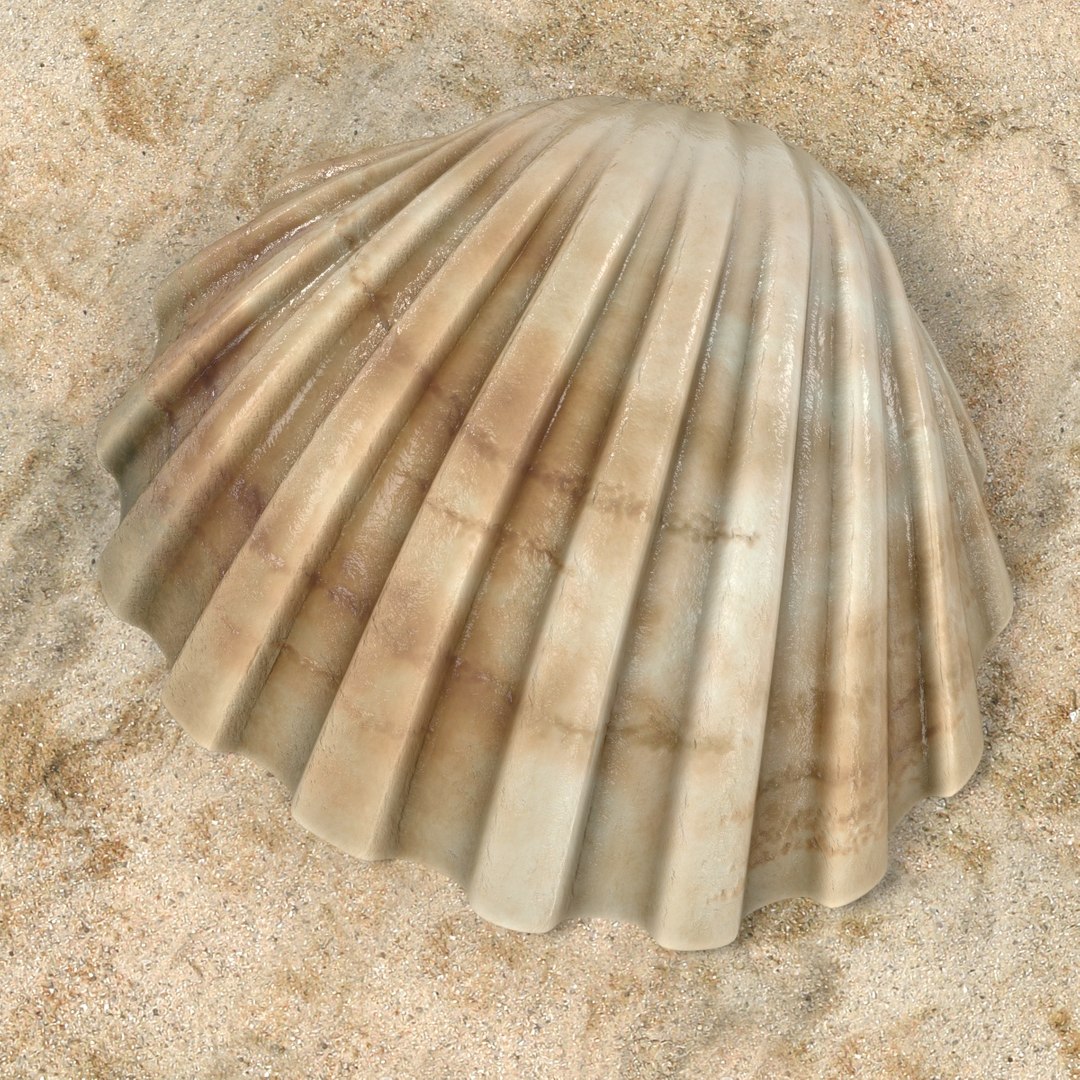 Cerastoderma Edule 3d 3ds