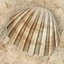 Cerastoderma Edule 3d 3ds