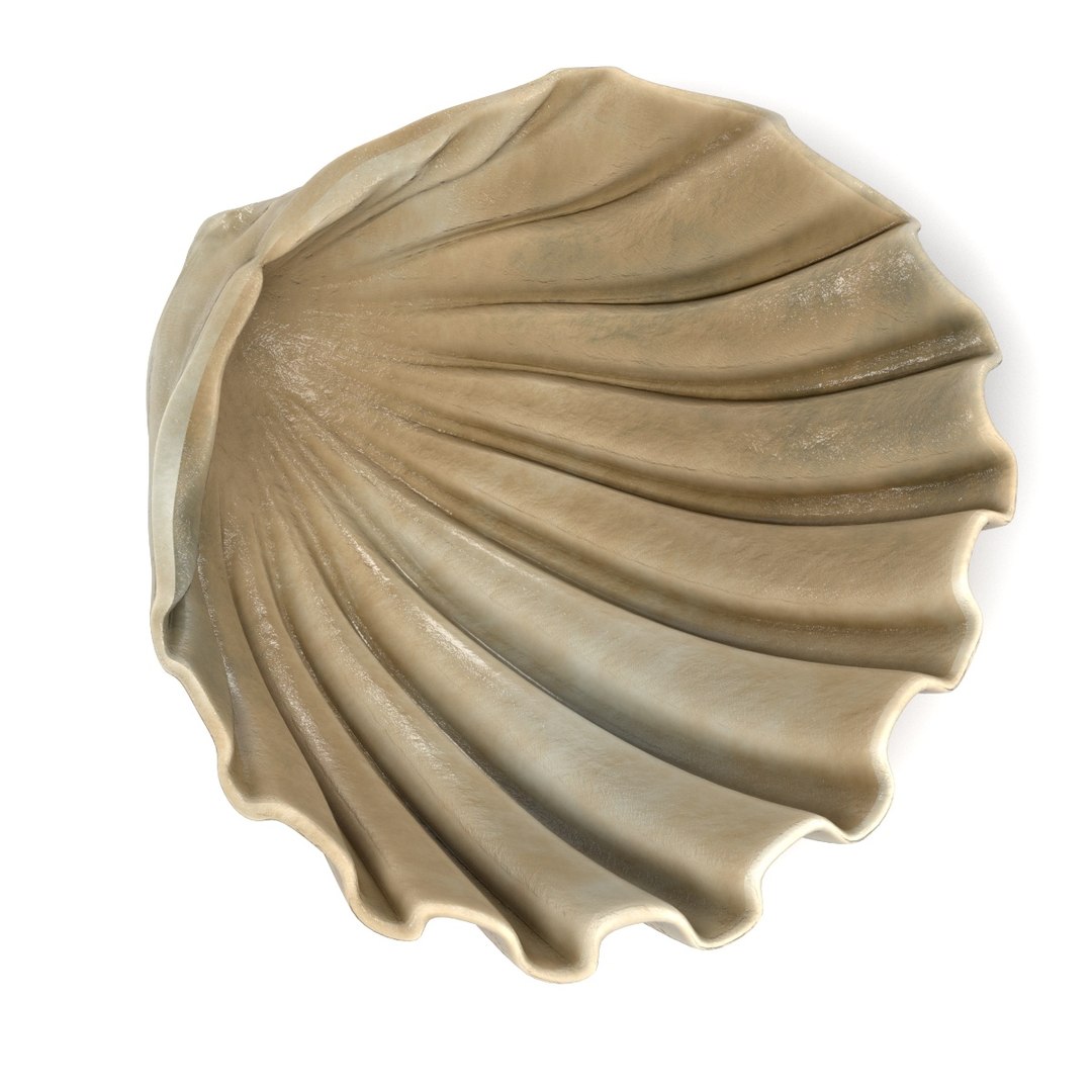 Cerastoderma Edule 3d 3ds