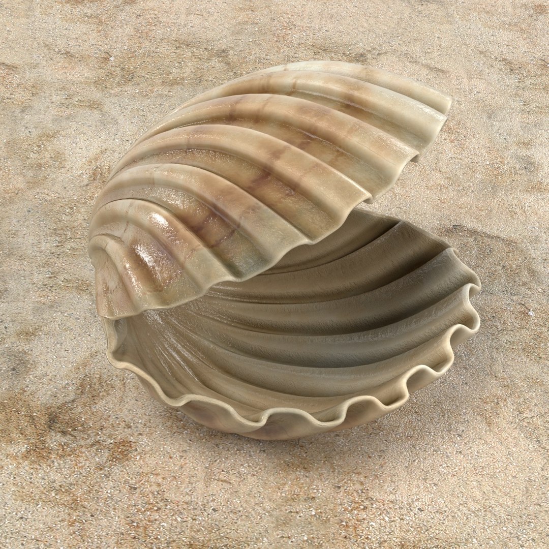 Cerastoderma Edule 3d 3ds