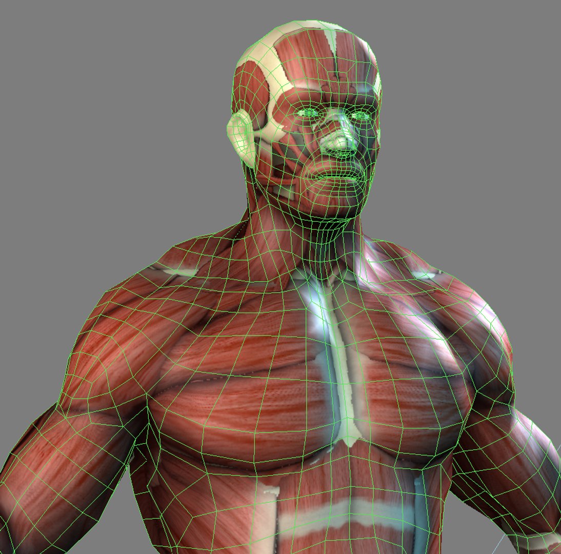 Realistic Anatomy Muscles Bones Max
