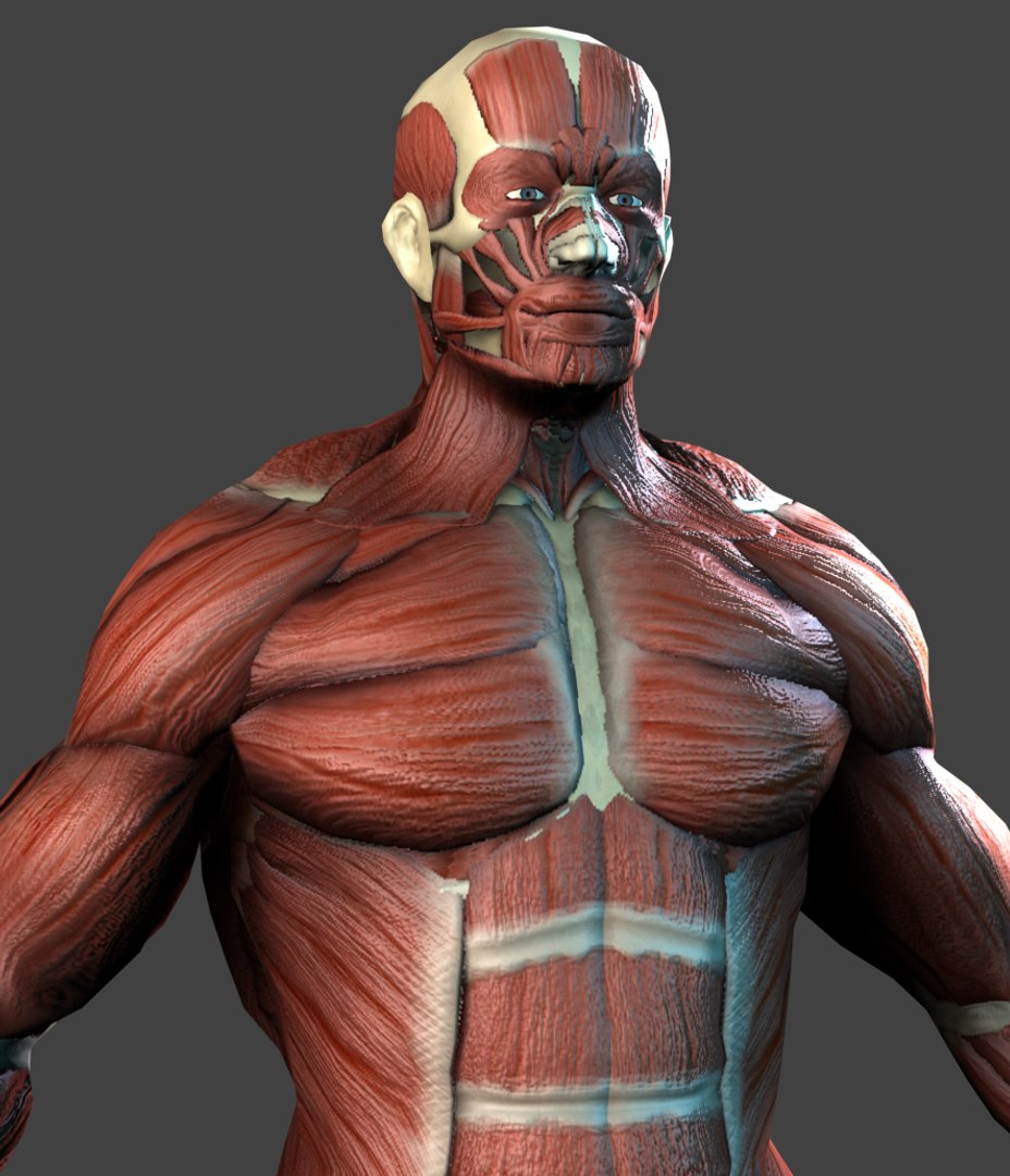 Realistic Anatomy Muscles Bones Max