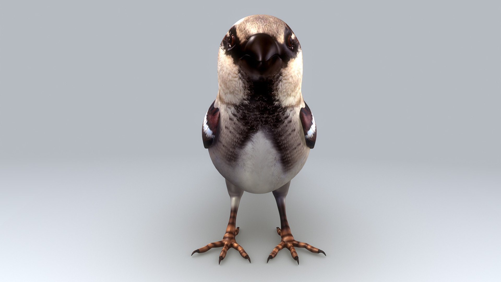 house sparrow 3d obj