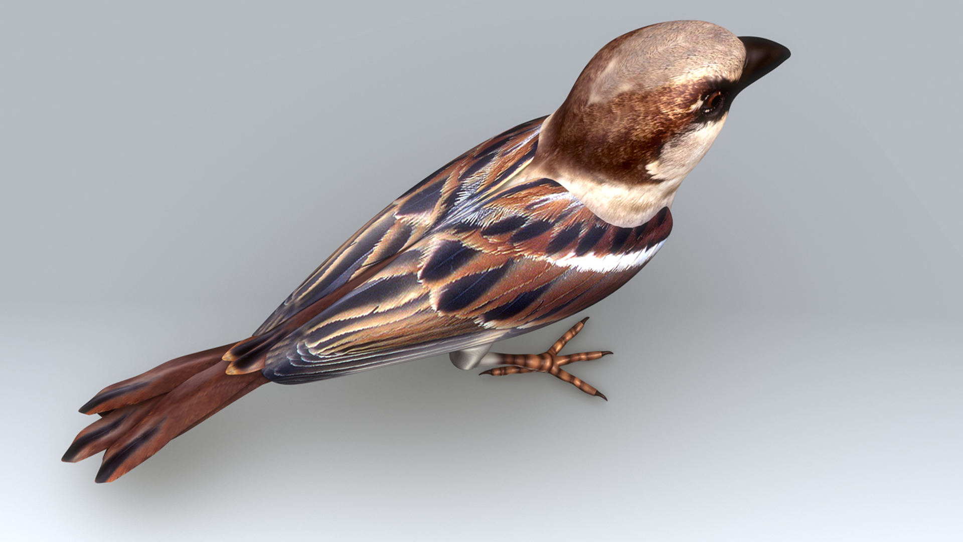 house sparrow 3d obj