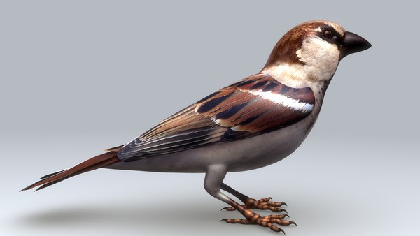 house sparrow 3d obj