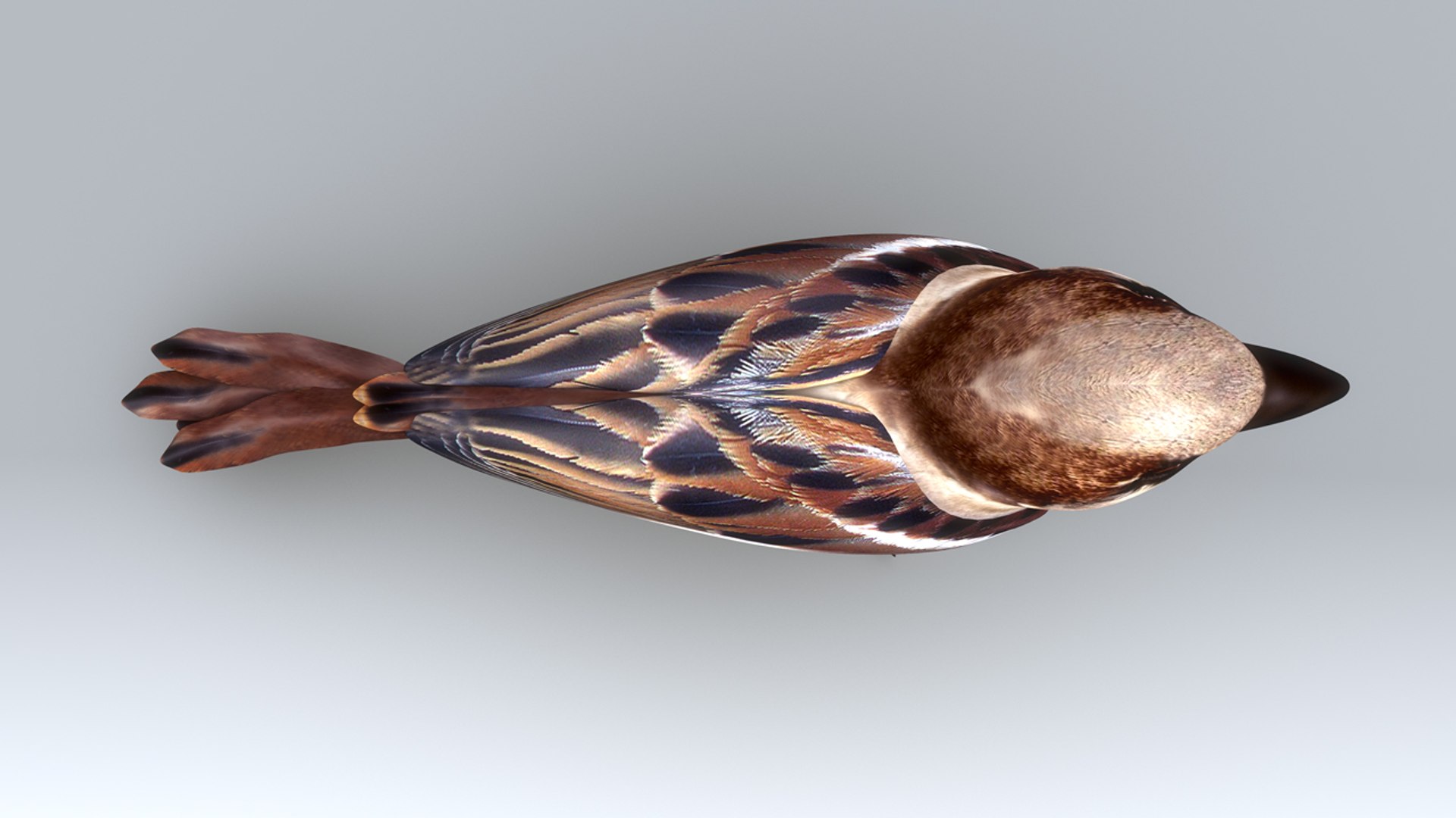 house sparrow 3d obj