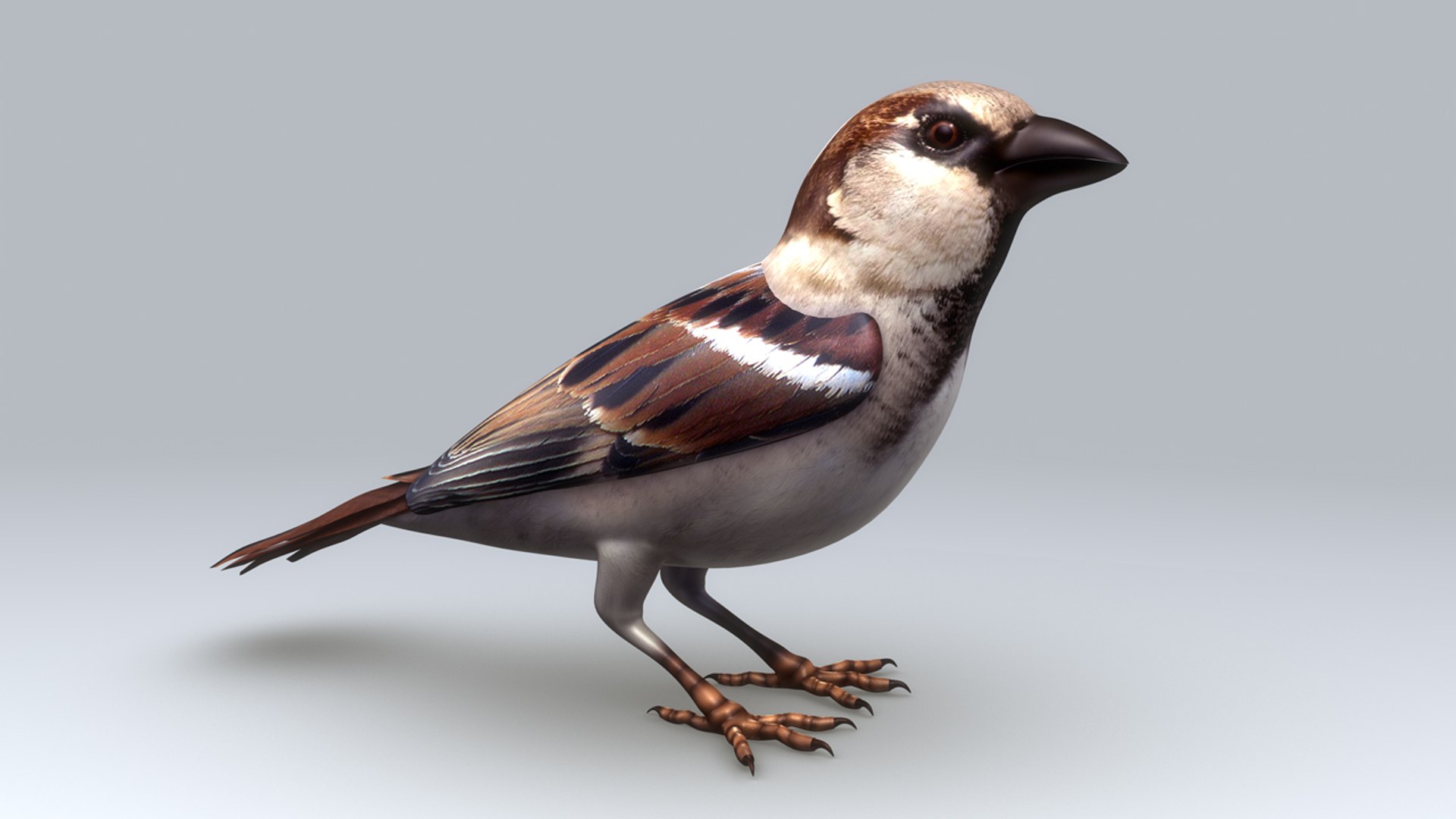 house sparrow 3d obj