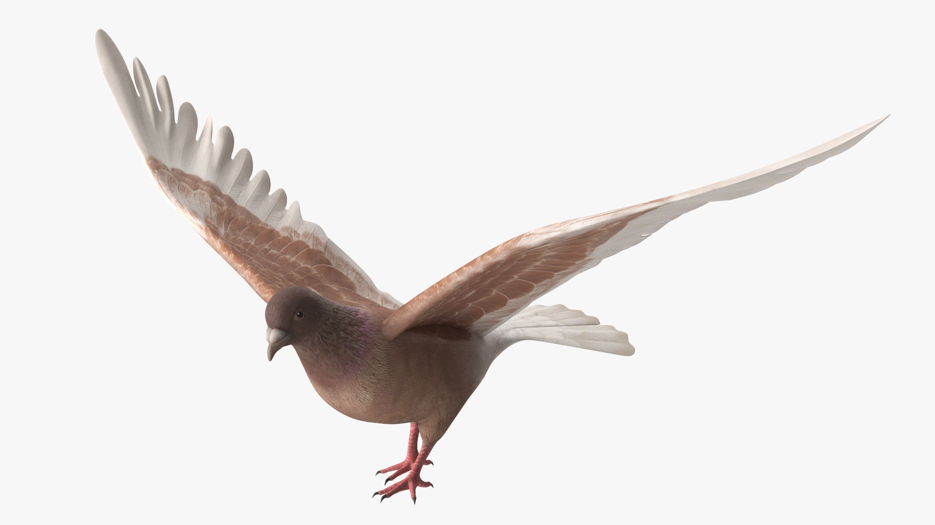 3D Low Poly Pigeon Spread Wings Brown Rigged For Maya - TurboSquid 2458379
