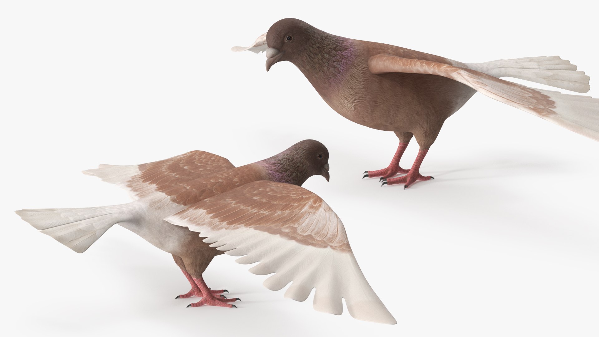 3D Low Poly Pigeon Spread Wings Brown Rigged For Maya - TurboSquid 2458379