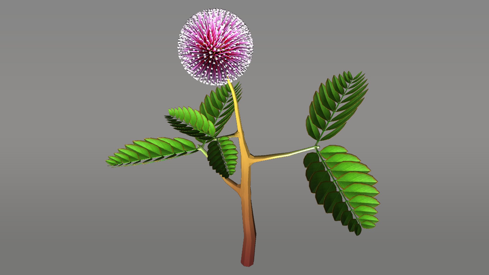 Mimosa Pudica 3d Model