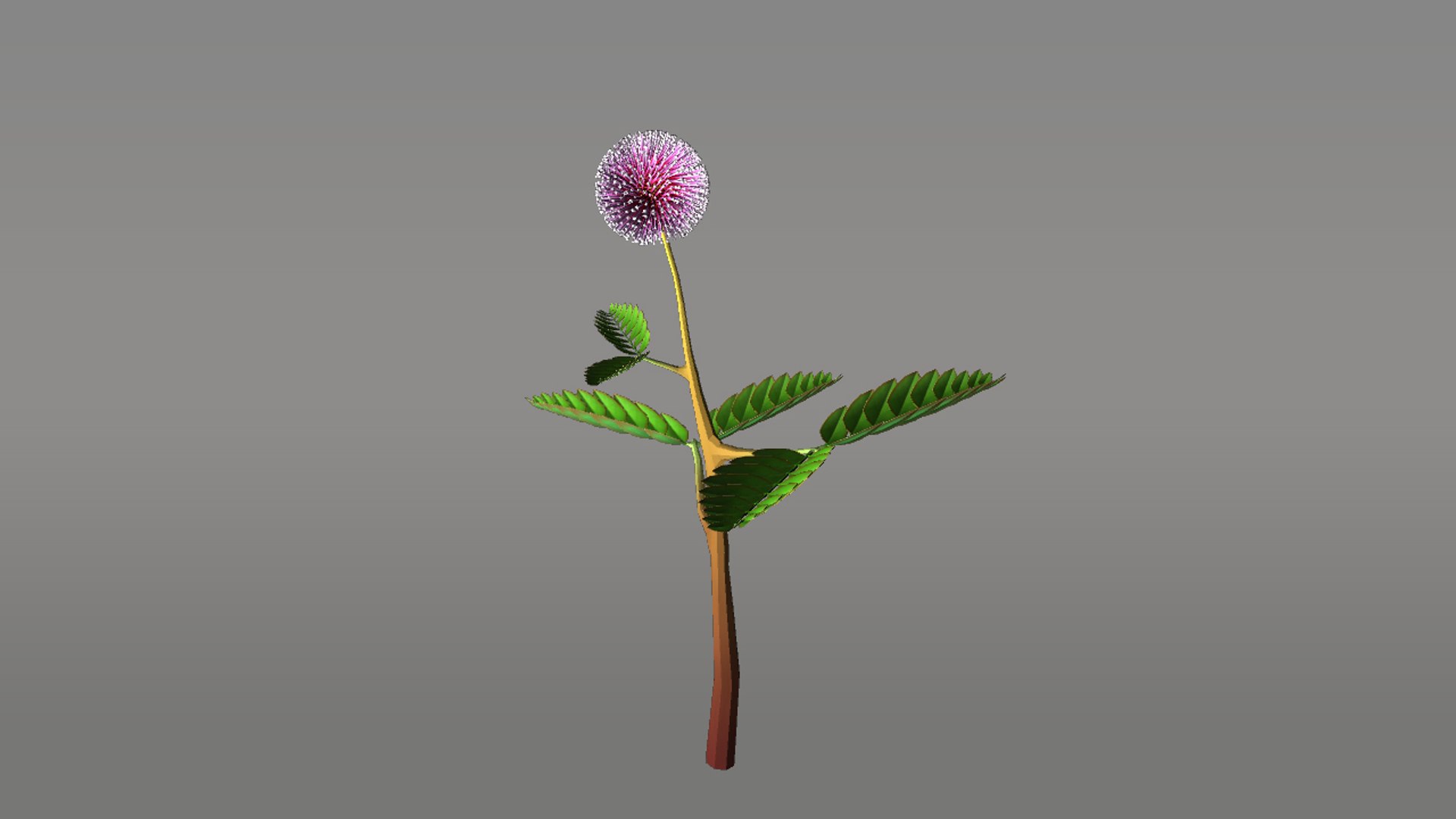 Mimosa Pudica 3d Model