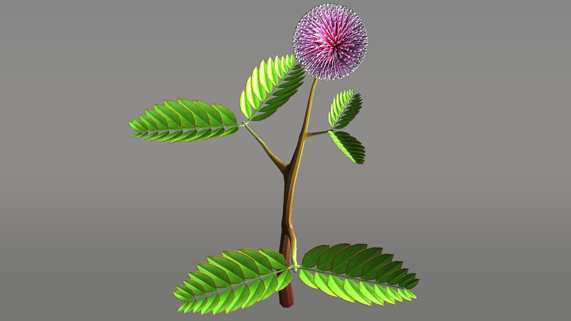 Mimosa Pudica 3d Model
