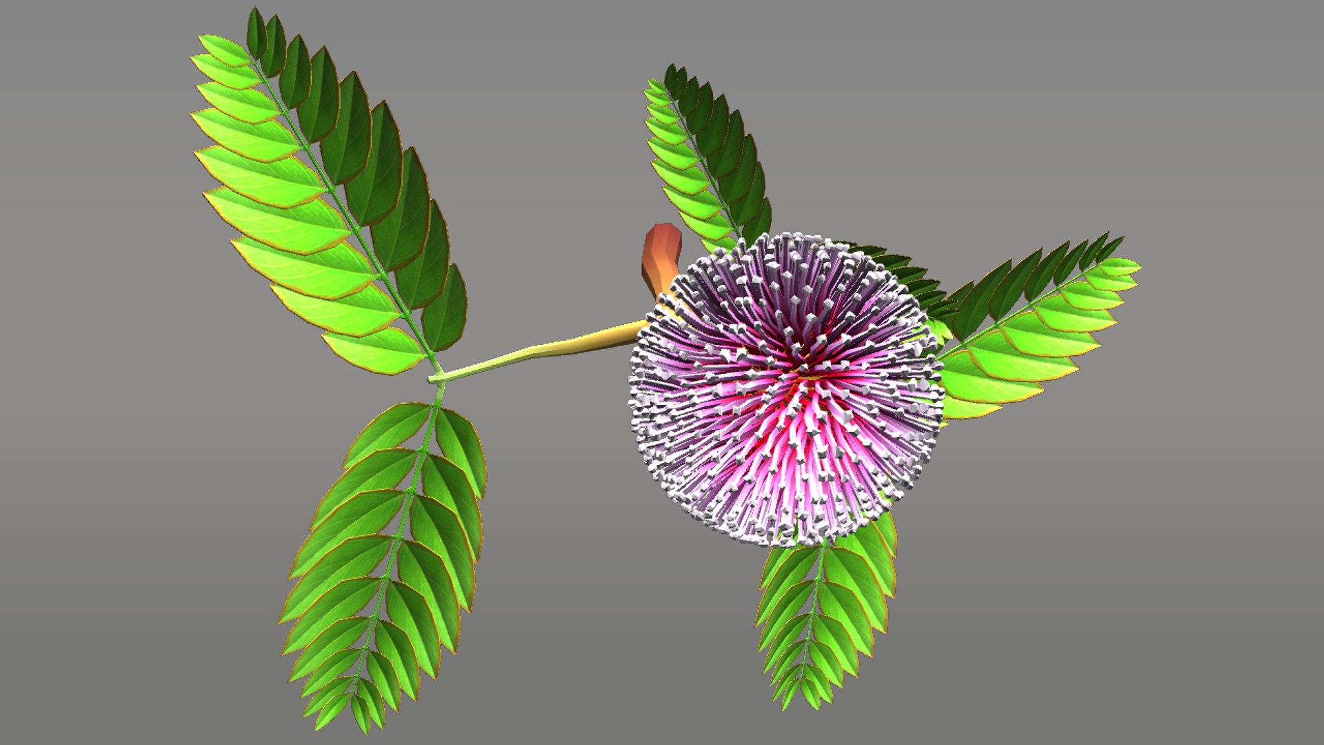 Mimosa Pudica 3d Model