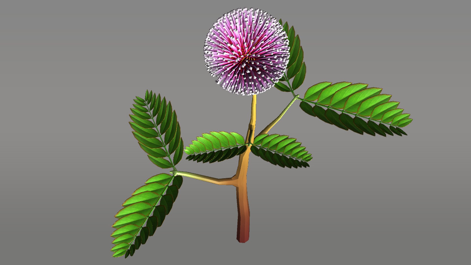 Mimosa Pudica 3d Model