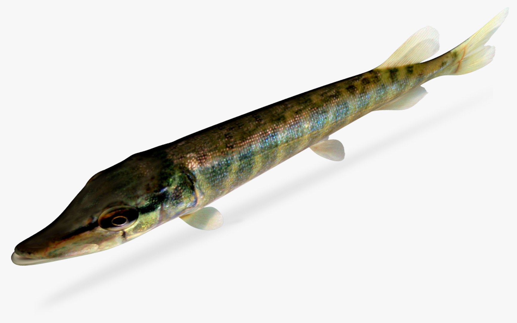 Northern Pike 3D Model - TurboSquid 1208446