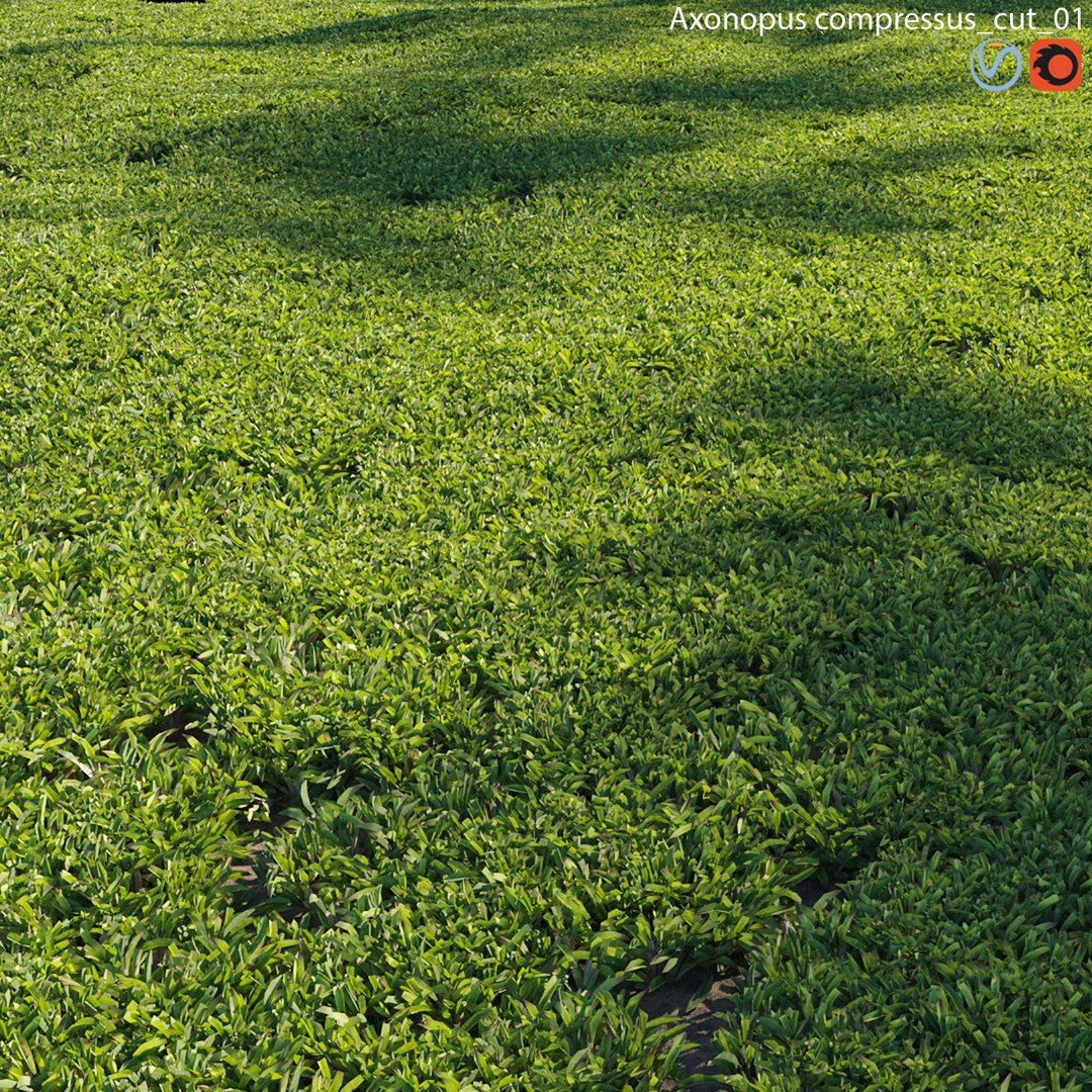 3D Axonopus Compressus Cut 01 Model - TurboSquid 1874848