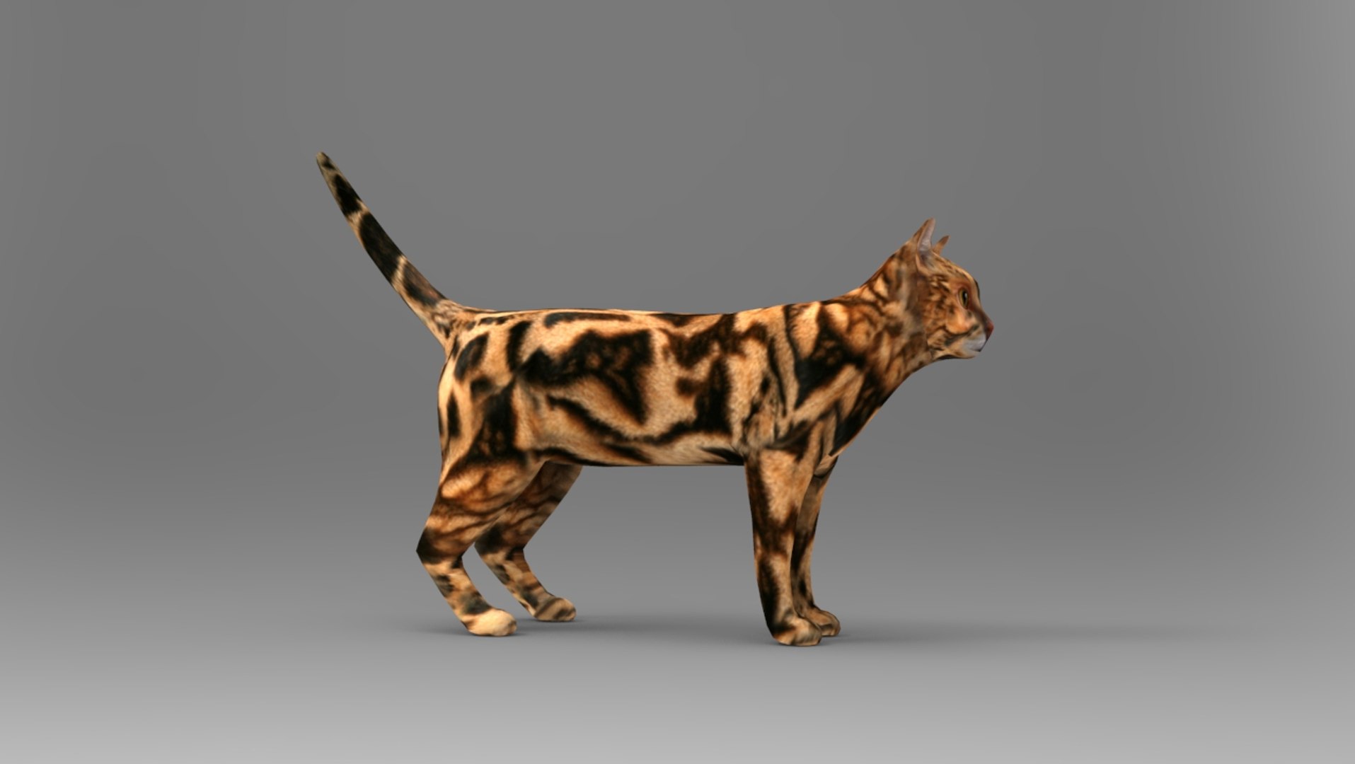 3D Cat Animations Model | 1142765 | TurboSquid