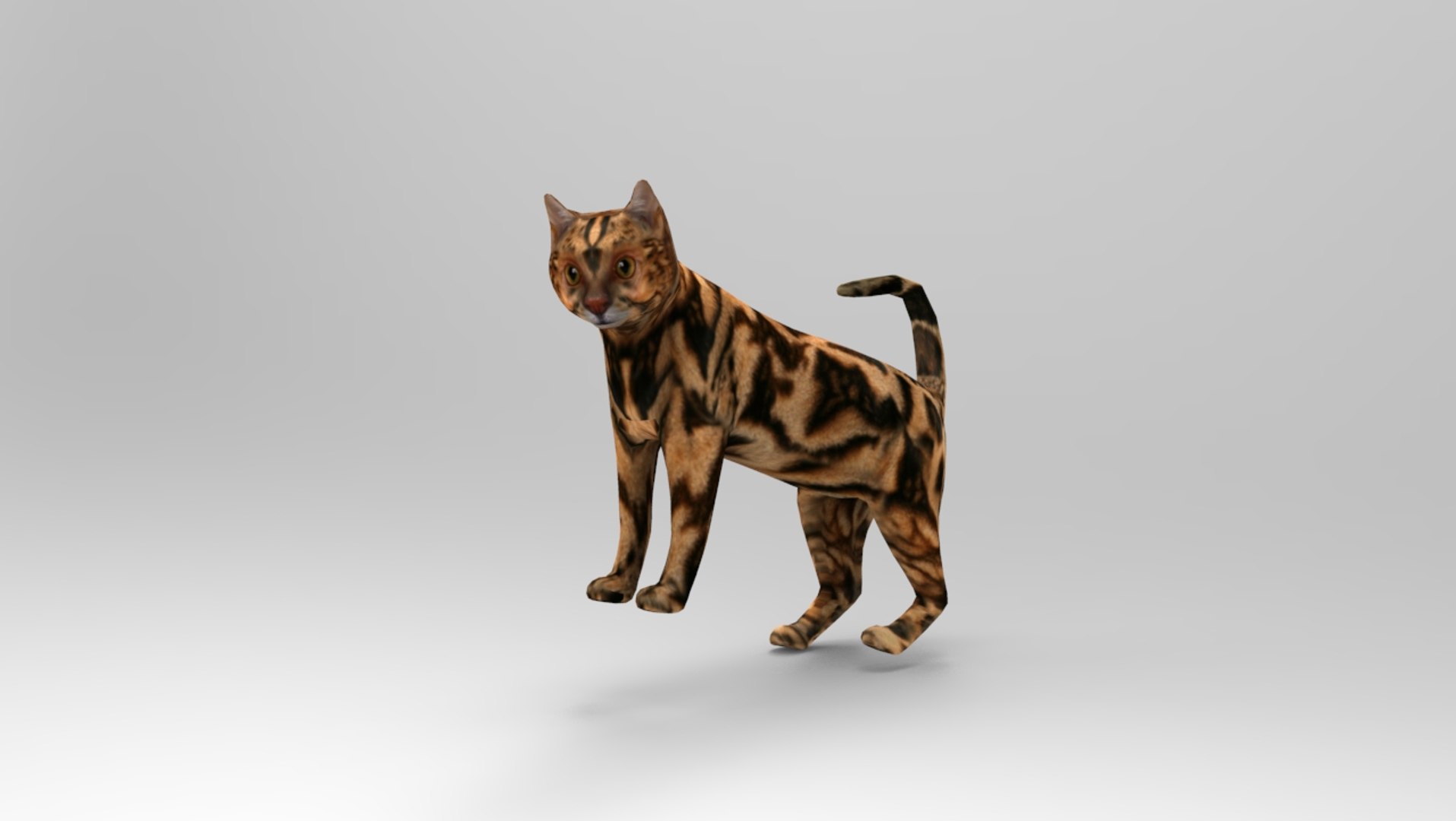 3D Cat Animations Model | 1142765 | TurboSquid