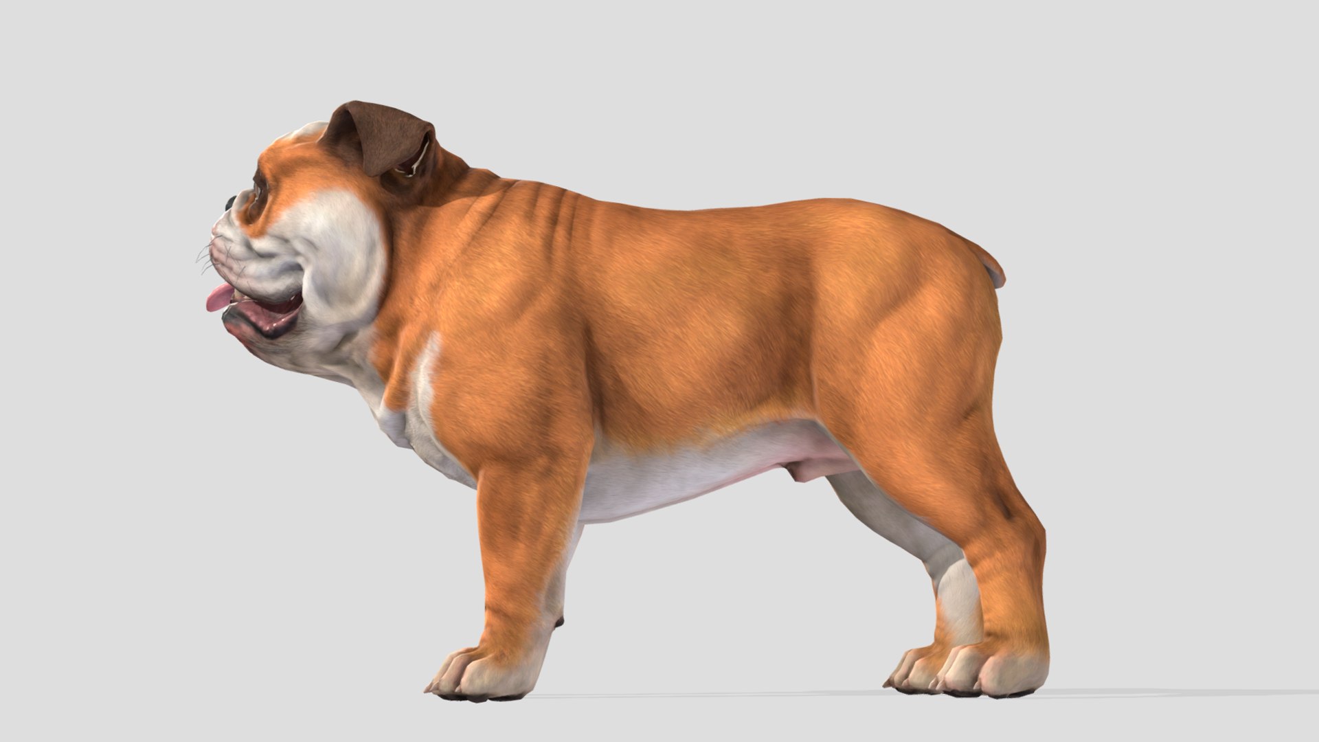 Dog - Bulldog 3D model - TurboSquid 1933257