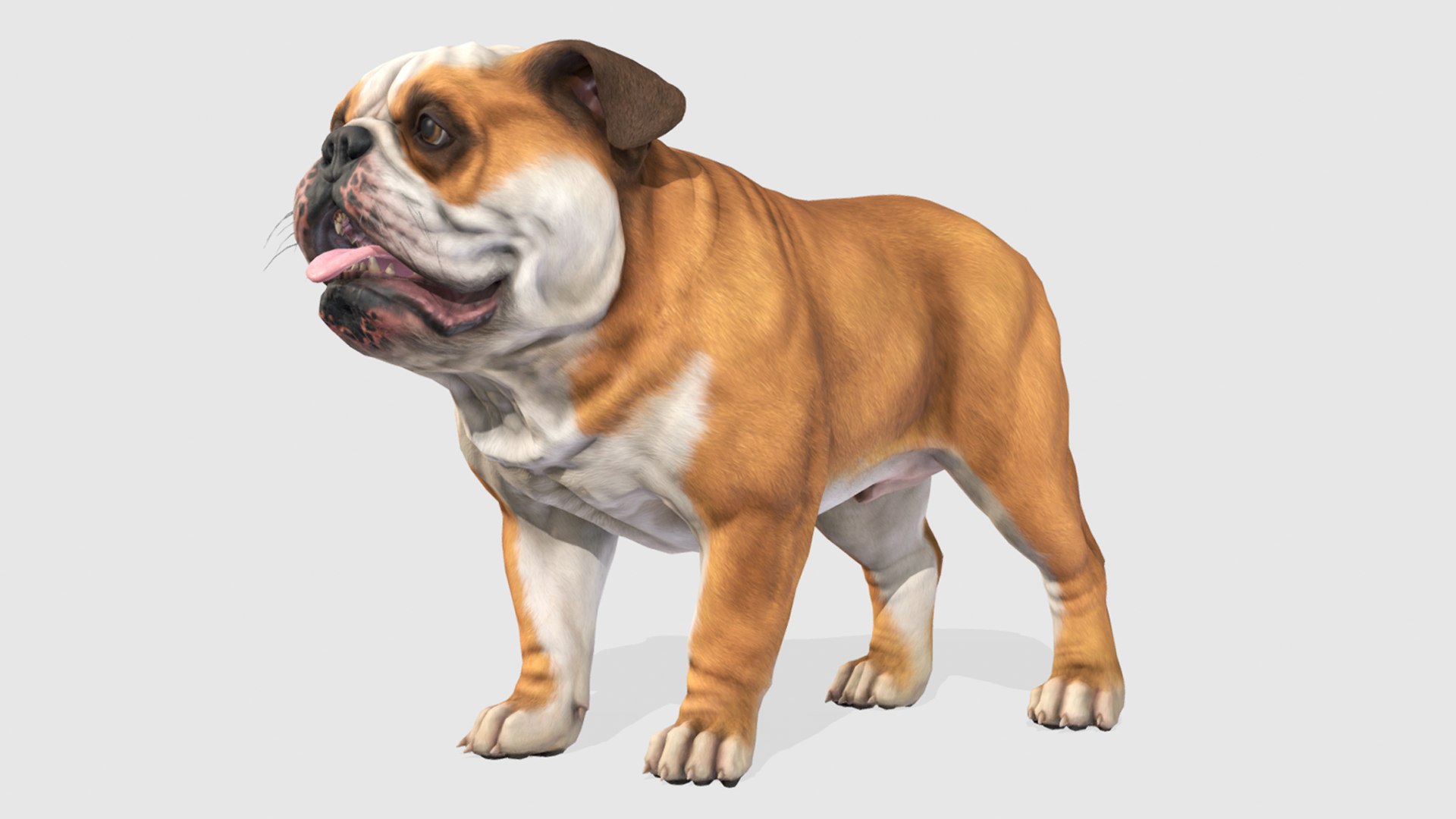 Dog - Bulldog 3D model - TurboSquid 1933257