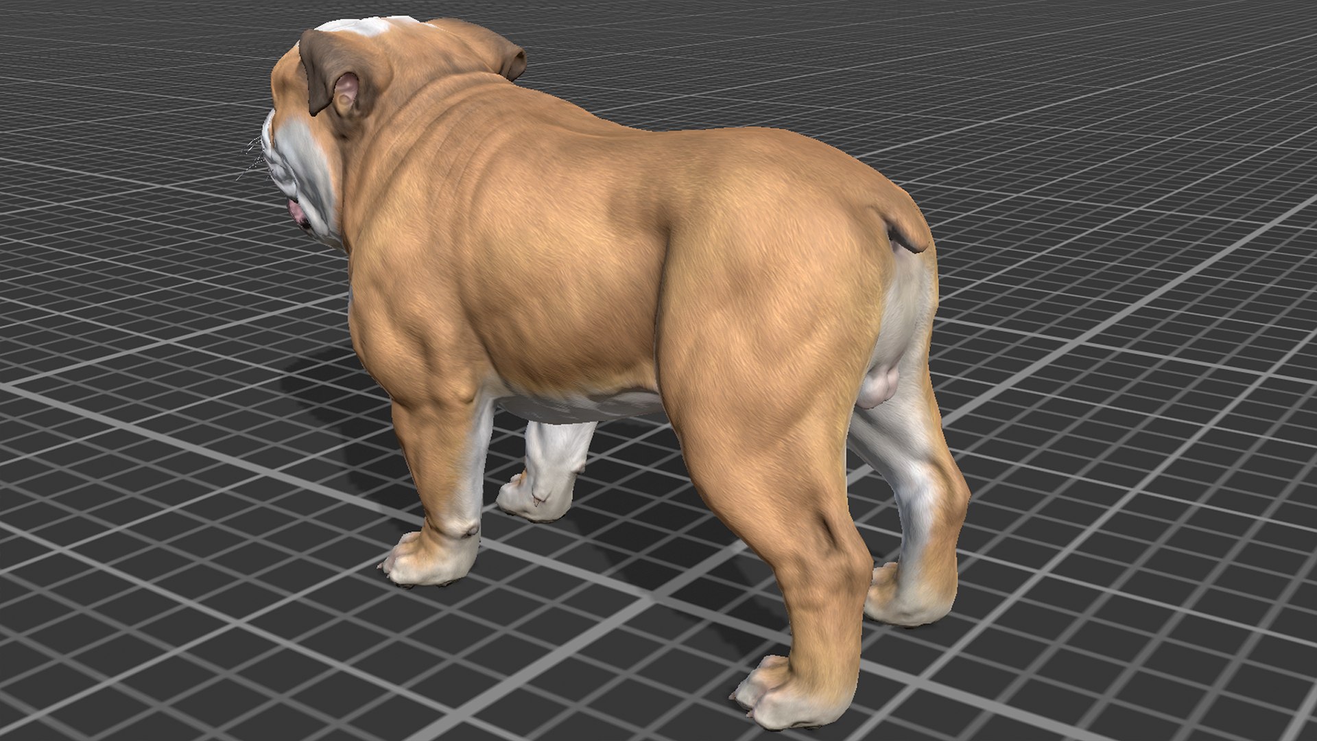 Dog - Bulldog 3D model - TurboSquid 1933257