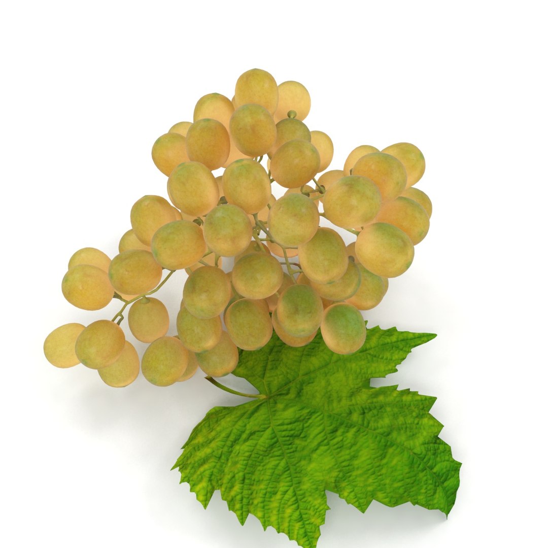 3D Model Grapes Leaf White - TurboSquid 1289980