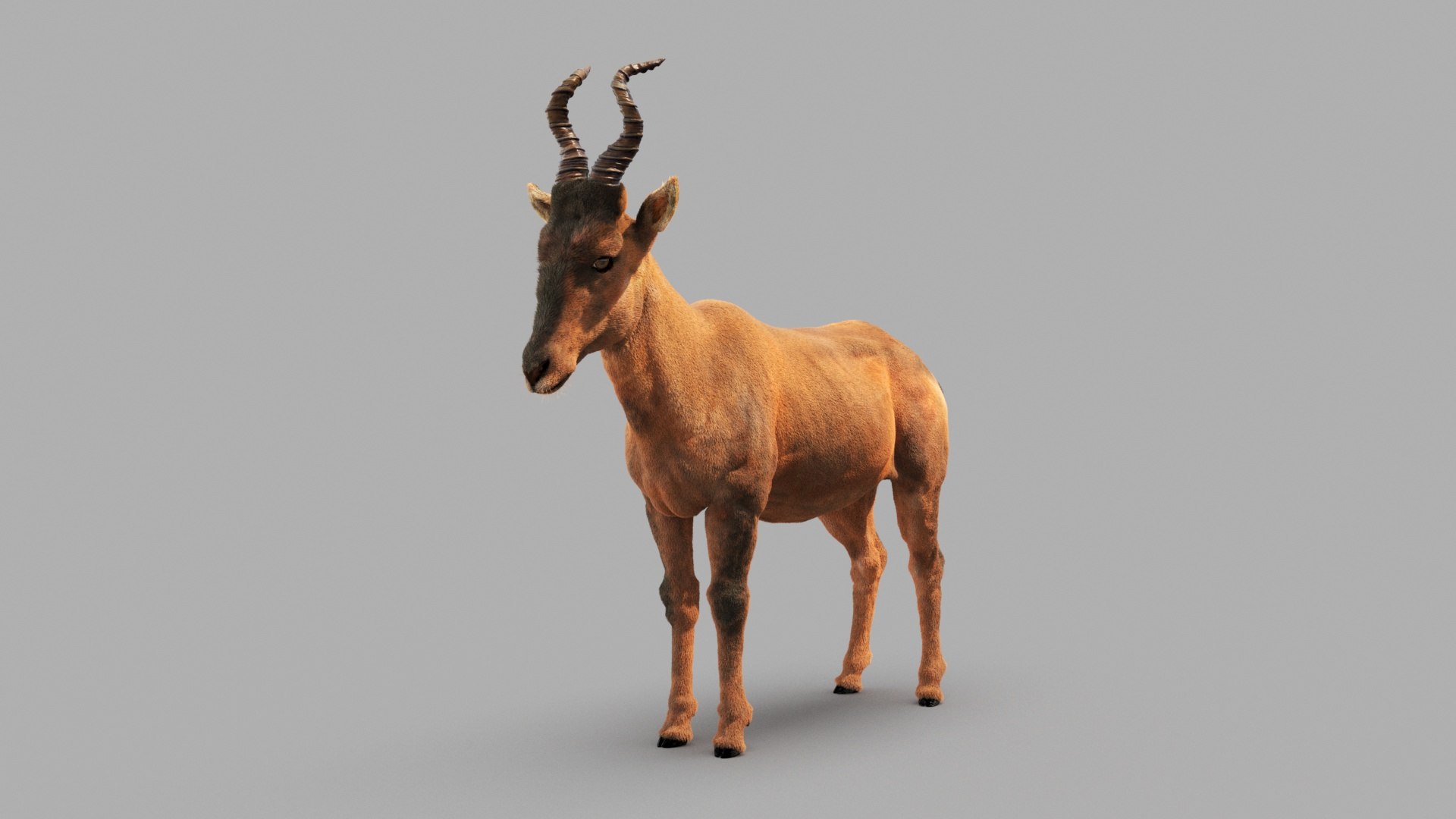3D Red Hartebeest Model - TurboSquid 1781744