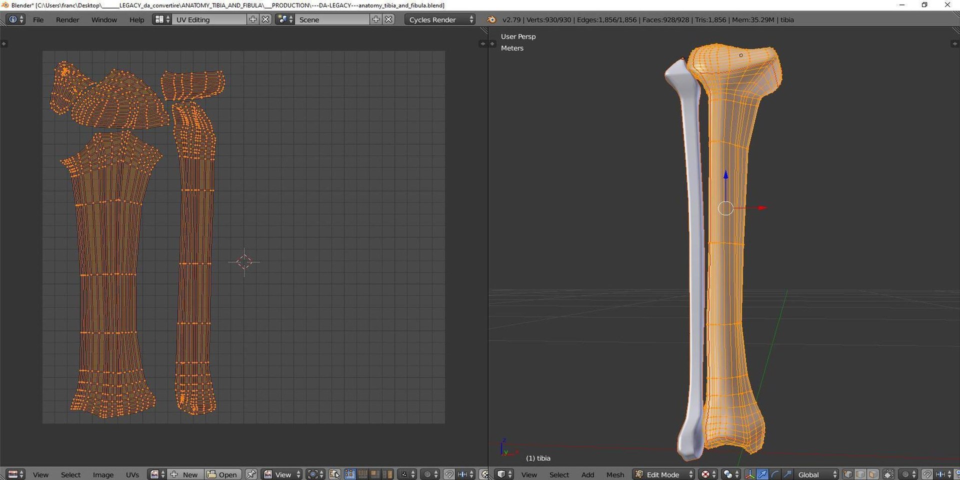 Tibia Fibula 3D Model - TurboSquid 1174816