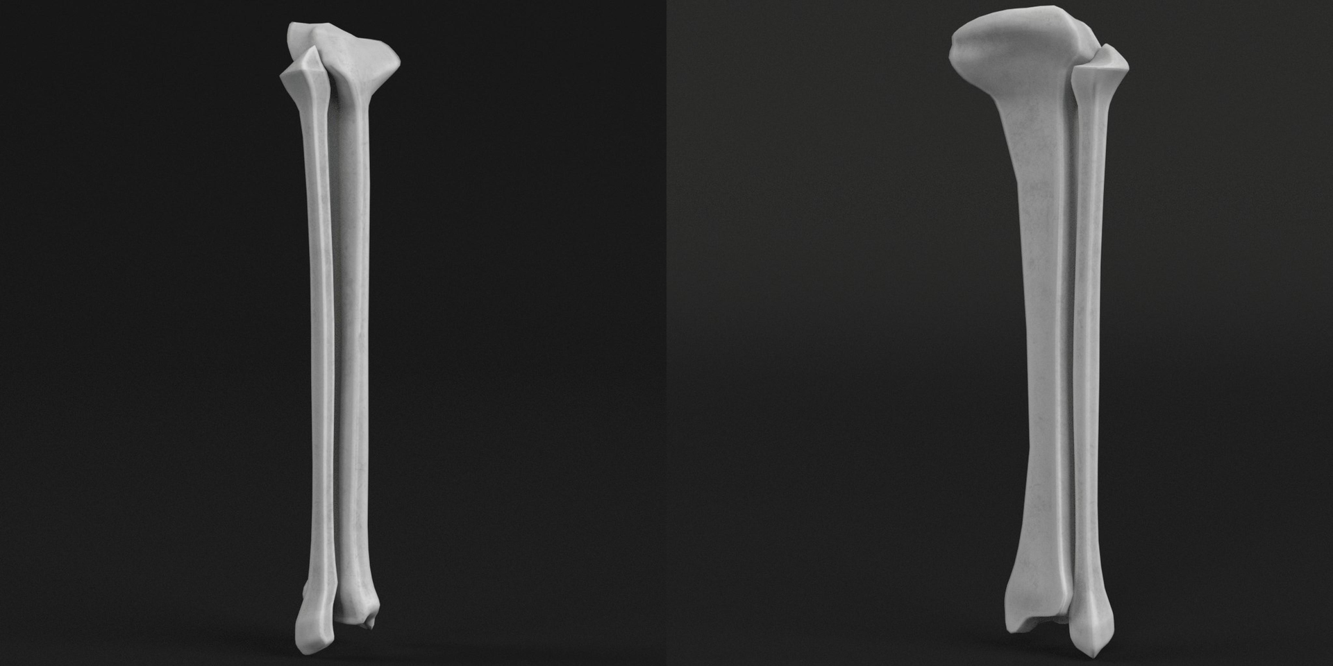 Tibia fibula 3D model - TurboSquid 1174816