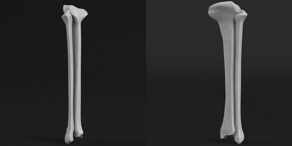 Tibia fibula 3D model - TurboSquid 1174816
