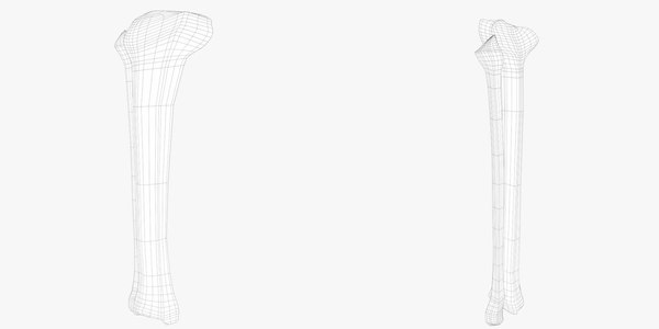 Tibia fibula 3D model - TurboSquid 1174816