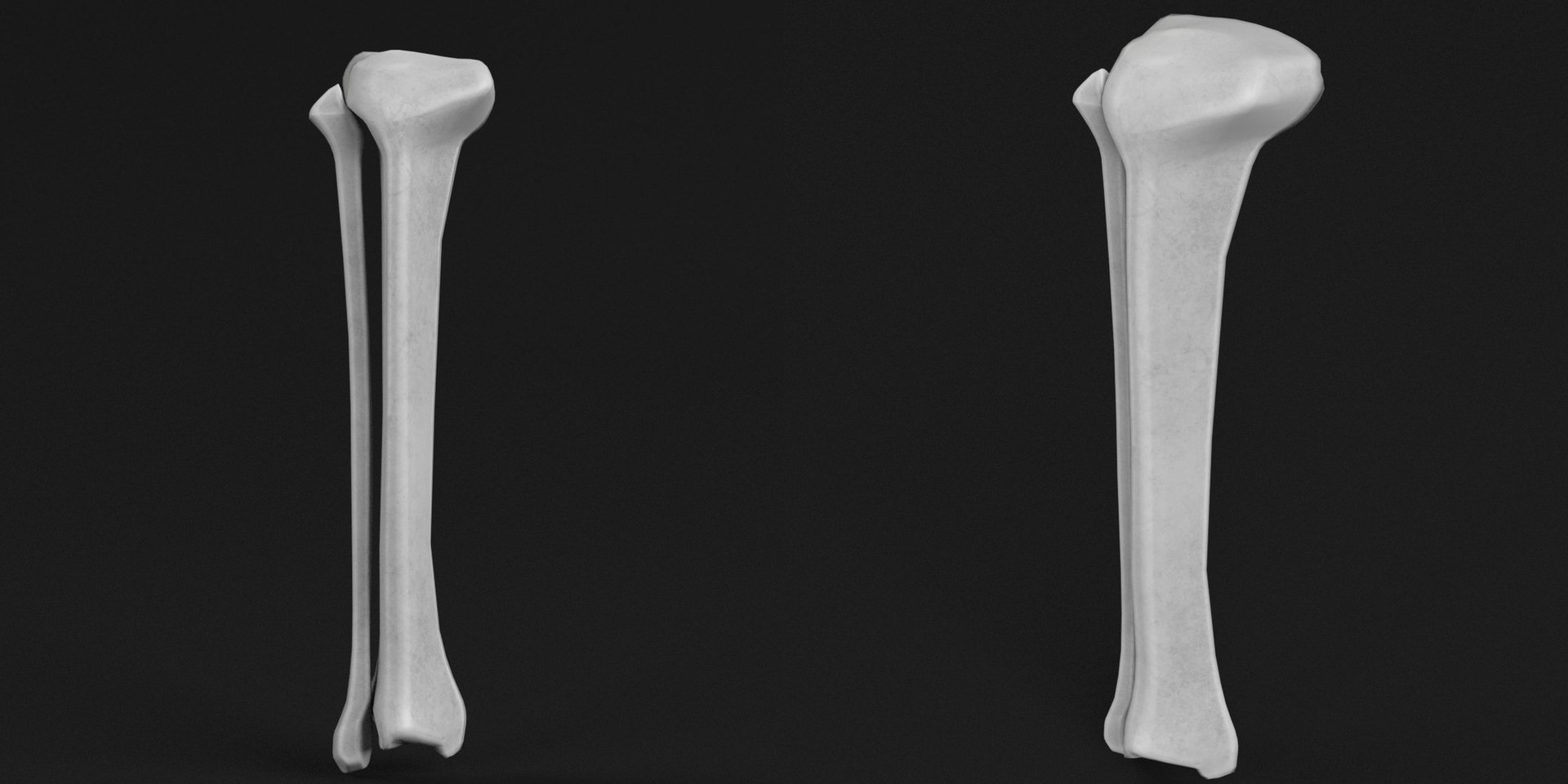 Tibia Fibula 3D Model - TurboSquid 1174816