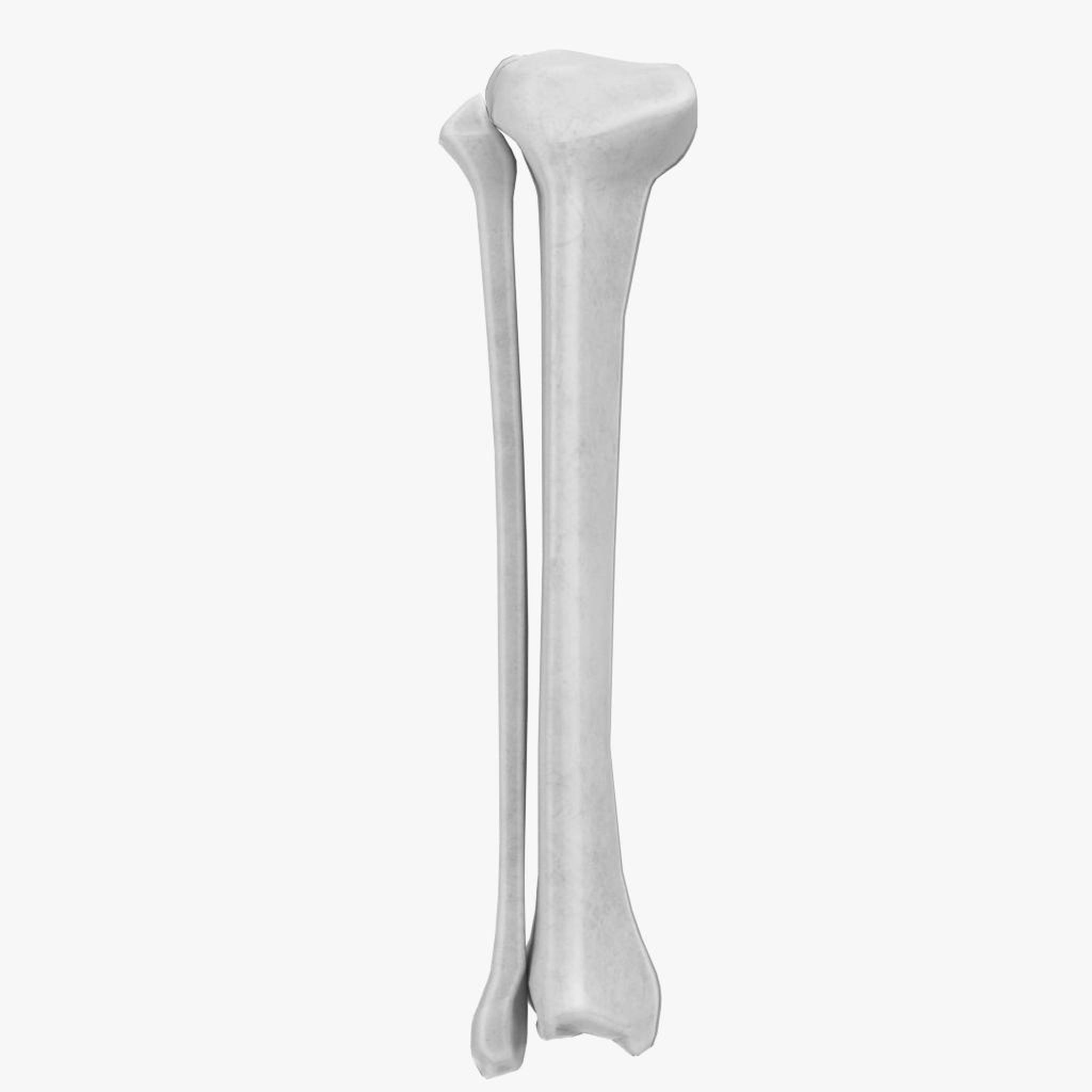 Anatomia - Tibia e Fibula Modelo 3D - TurboSquid 1174816