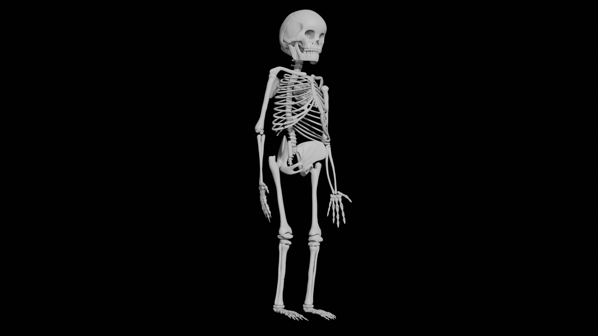 3D Child Skeleton Model - TurboSquid 1840196