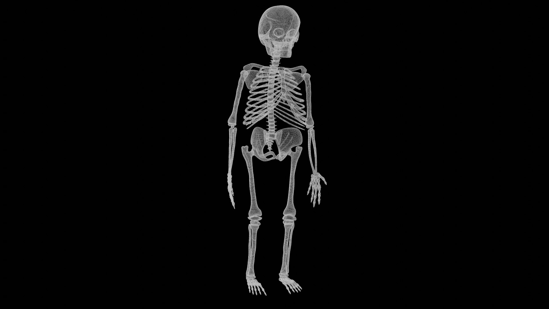 3D Child Skeleton Model - TurboSquid 1840196