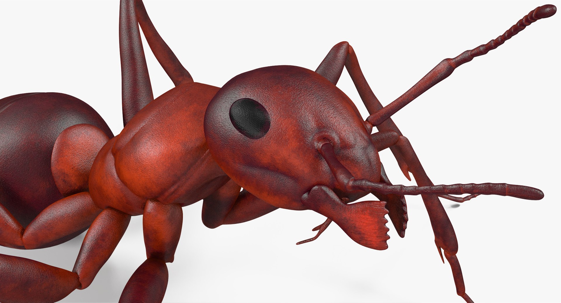 3d Model Of Ant Rigged