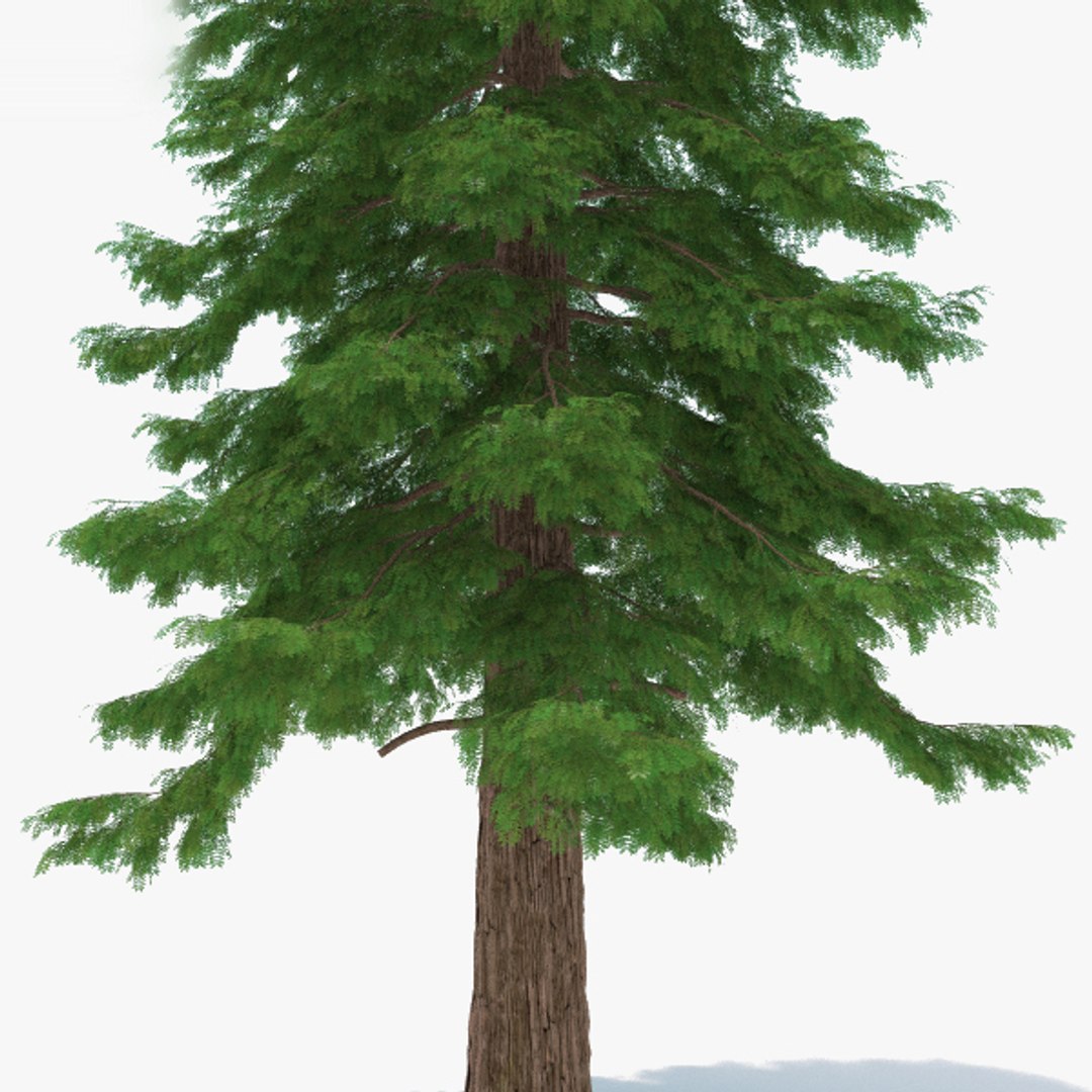 3D Model Redwood Tree - TurboSquid 1482670