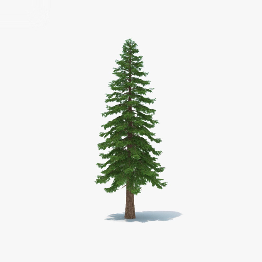 3D Model Redwood Tree - TurboSquid 1482670
