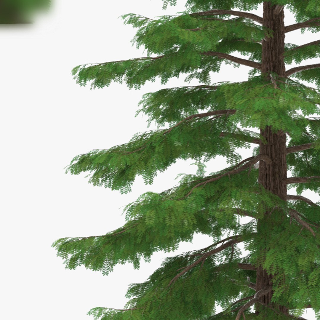 3D Model Redwood Tree - TurboSquid 1482670