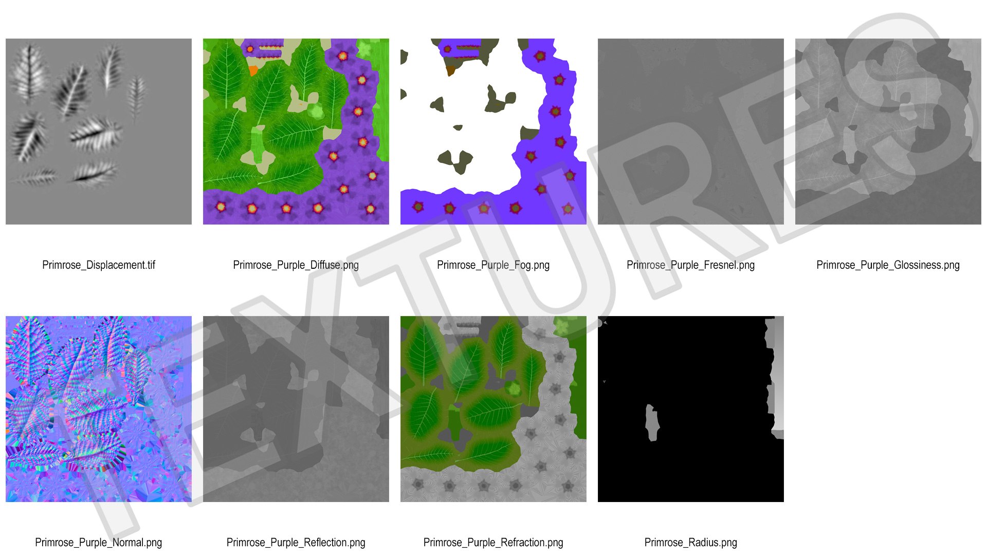 Purple Common Primrose Fur 3D - TurboSquid 2065241