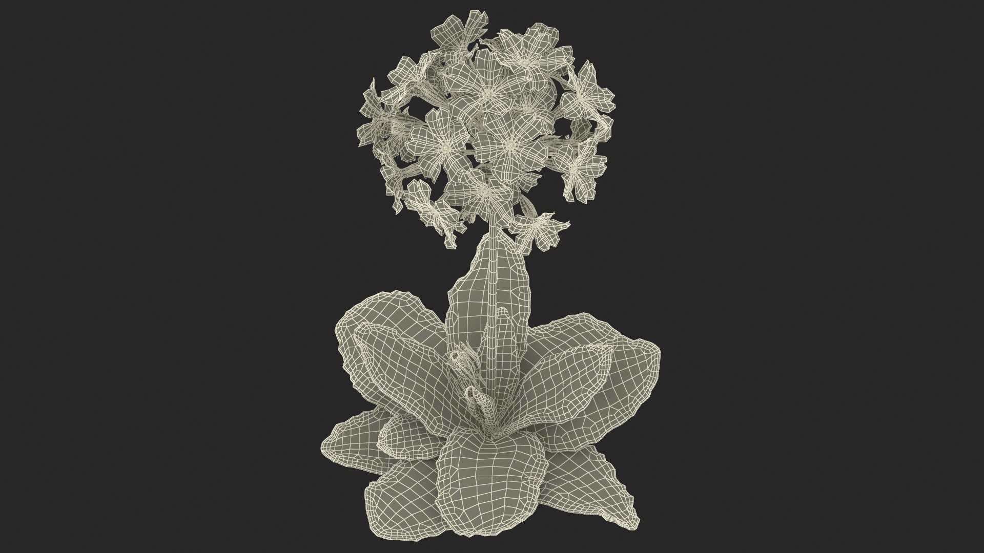 Purple Common Primrose Fur 3D - TurboSquid 2065241