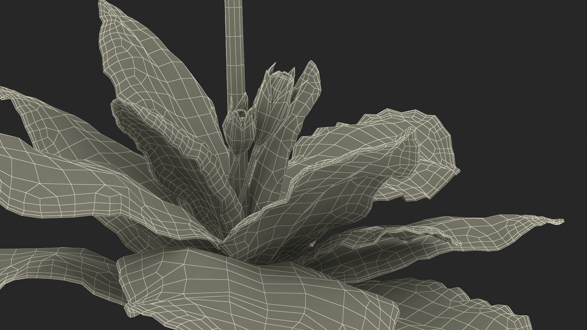 Purple Common Primrose Fur 3D - TurboSquid 2065241