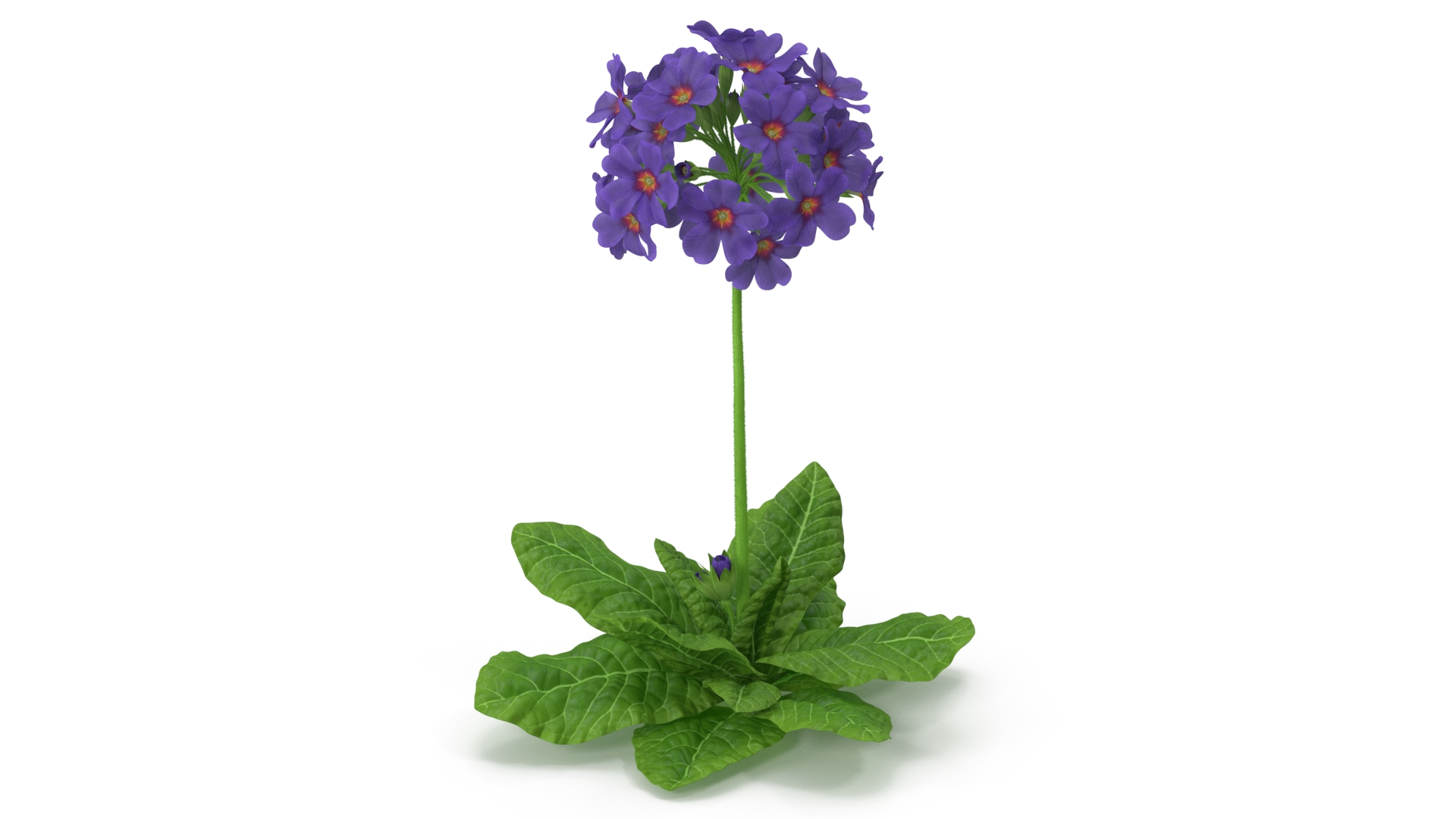 Purple Common Primrose Fur 3D - TurboSquid 2065241