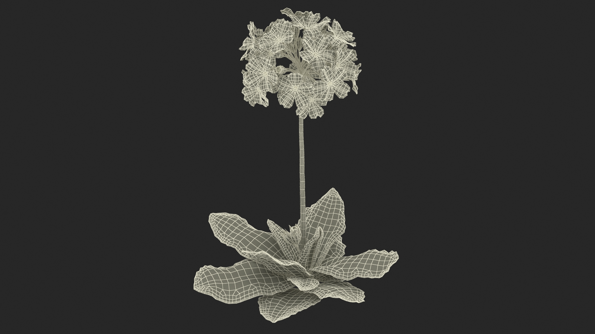 Purple Common Primrose Fur 3D - TurboSquid 2065241