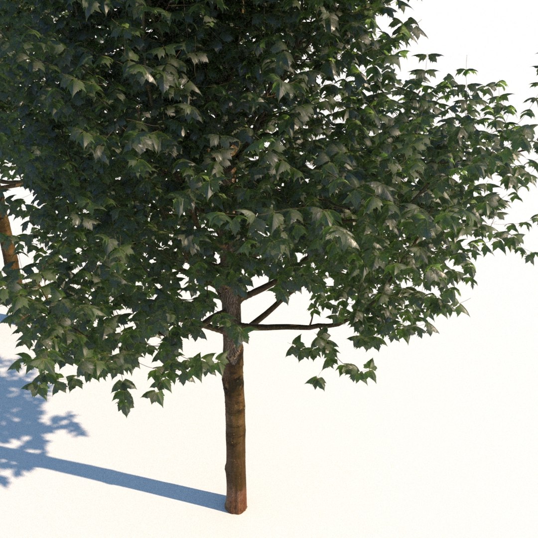 Architectural Trees 3d Model