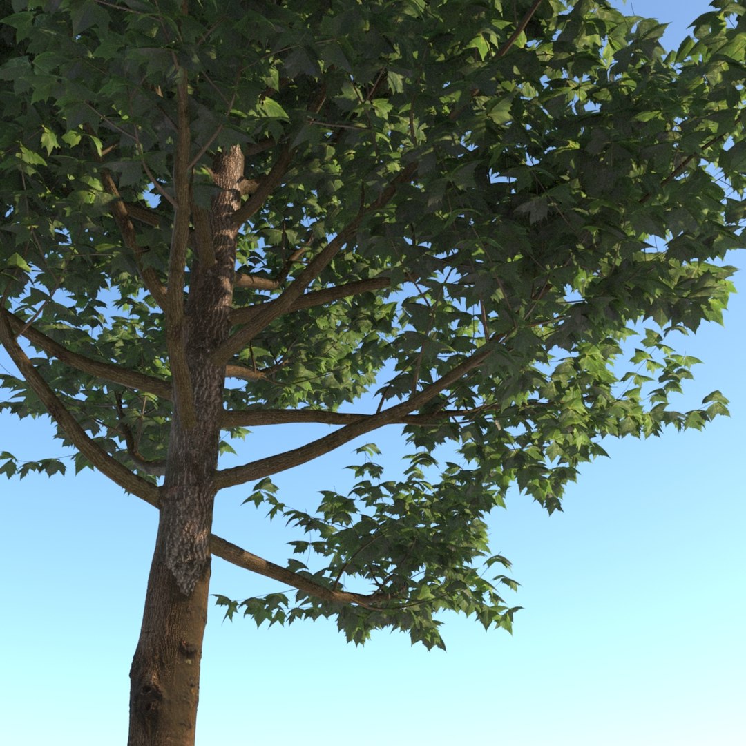 Architectural Trees 3d Model