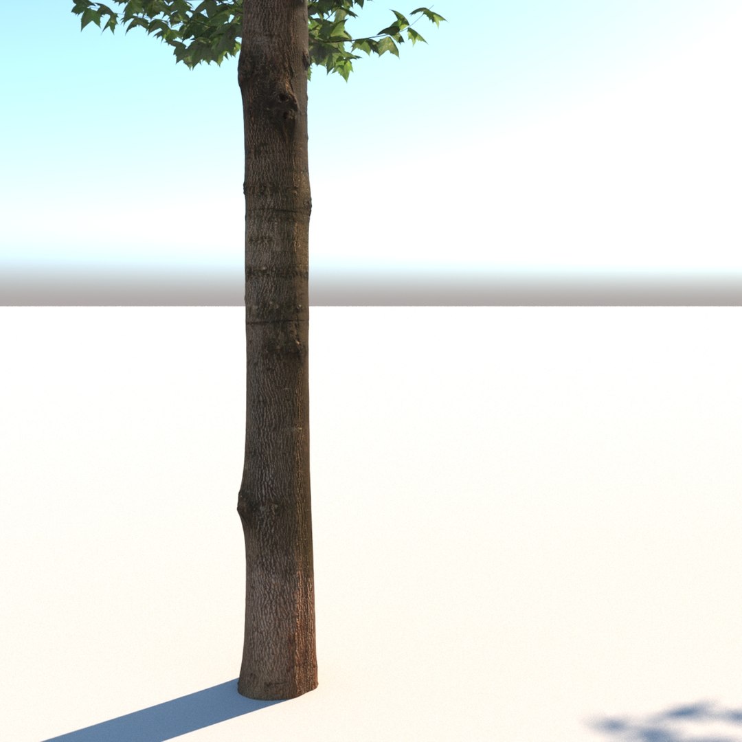 Architectural Trees 3d Model