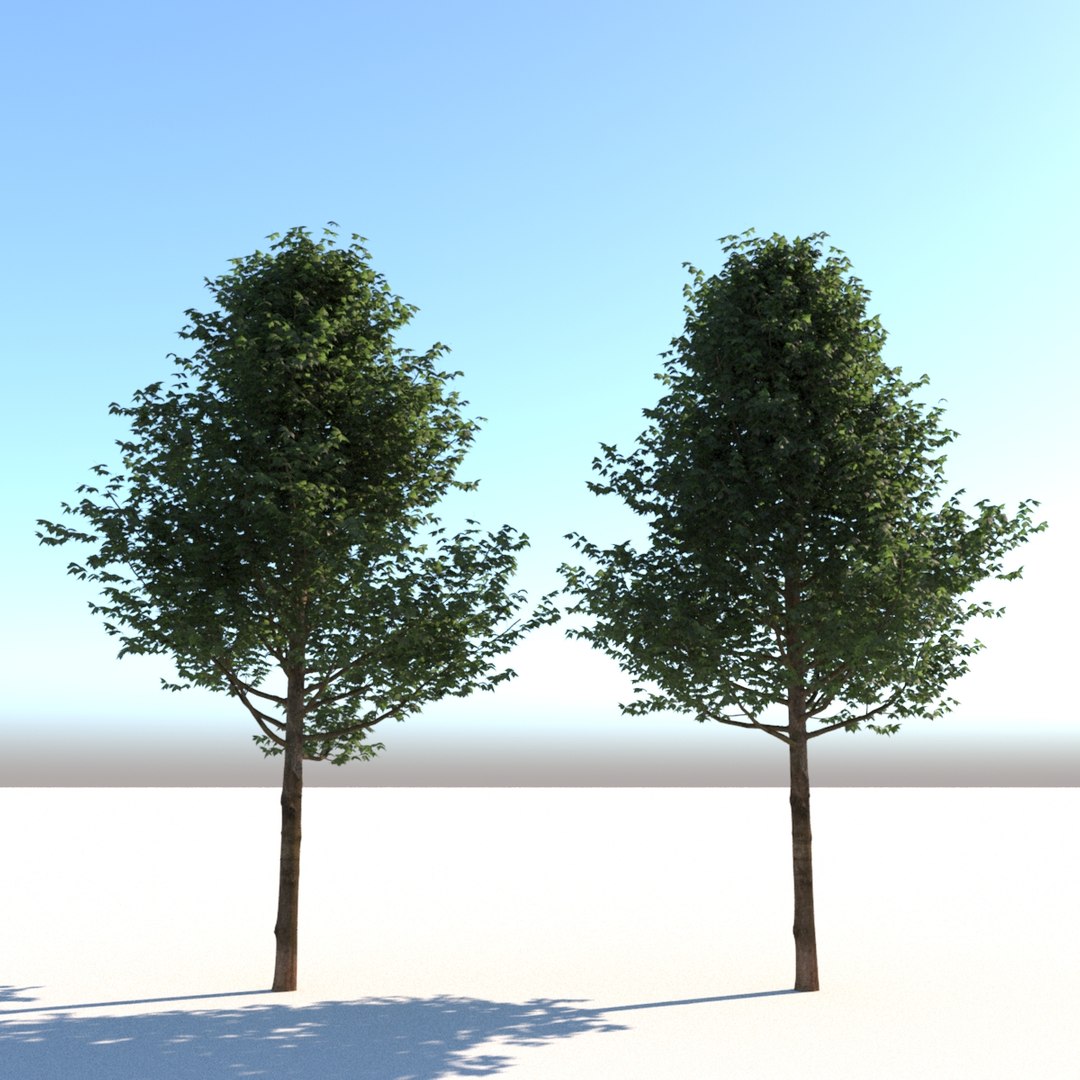 Architectural Trees 3d Model