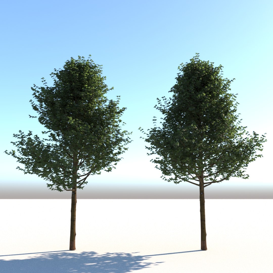 Architectural Trees 3d Model