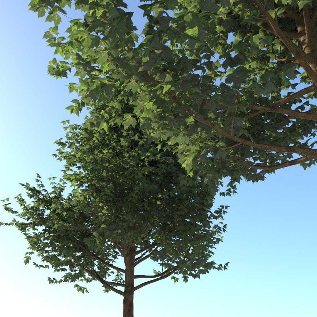 Architectural Trees 3d Model